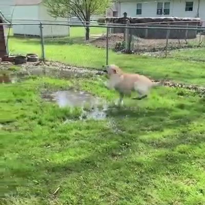 The dog and the water puddle - Coub - The Biggest Video Meme Platform