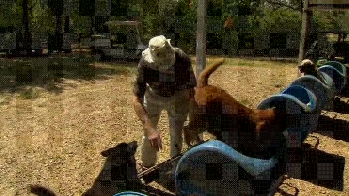 all aboard the doggo express - Coub - The Biggest Video Meme Platform