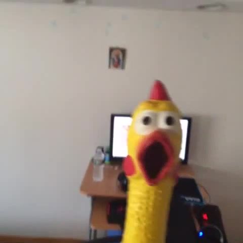 rob the chicken reacts: fan - Coub