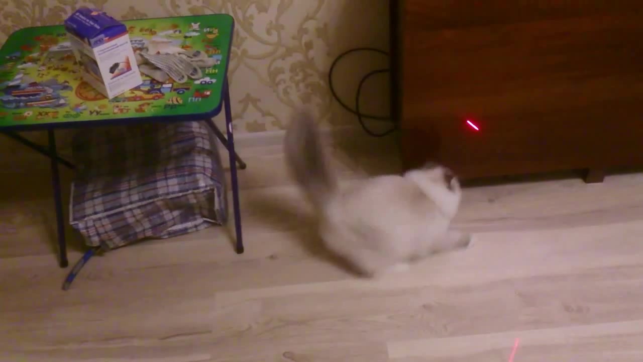 cat spin right round - Coub