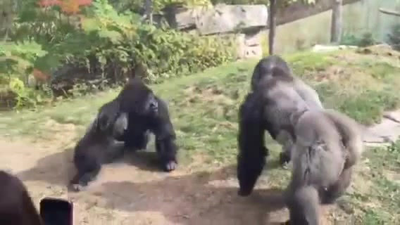 Gorilla Fight - Coub