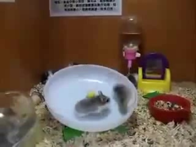 Hamsters Race - Coub - The Biggest Video Meme Platform