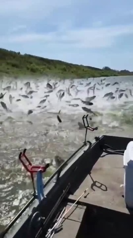 Только успевай хватать Fishing without a rod and nets - Coub