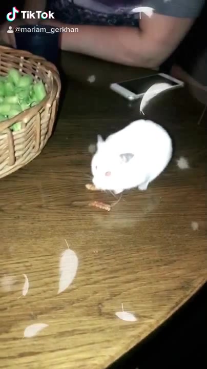 Big cheeks #hamster#funny#funnyanimals - Coub