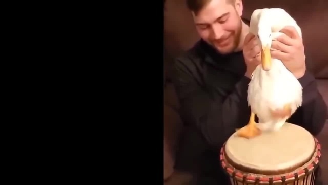 The Good, the Bad & the Ugly, but with Animals - Coub - The Biggest Video Meme Platform