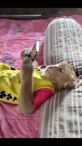 Friday chillout - Coub