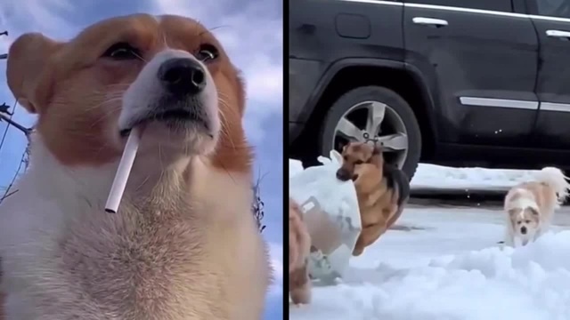 𝗧𝗿𝗮𝗶𝗻𝗶𝗻𝗴 𝗗𝗮𝘆 - Coub