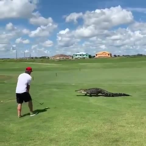 GOLFING WITH THE GATOR - Coub - The Biggest Video Meme Platform