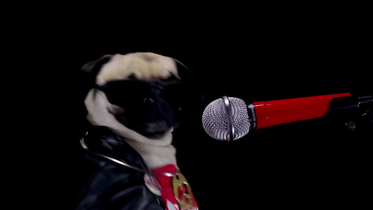Drumming Pug - The Dog is singing HEAVY METAL - Coub - The Biggest ...