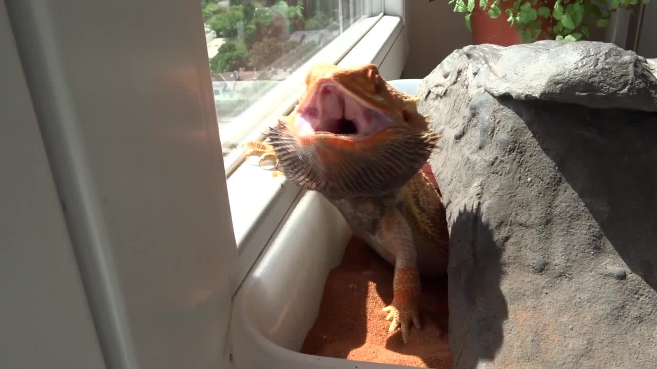 Thessarion had enough - Coub