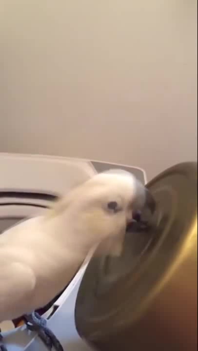 Awesome beat bird - Coub