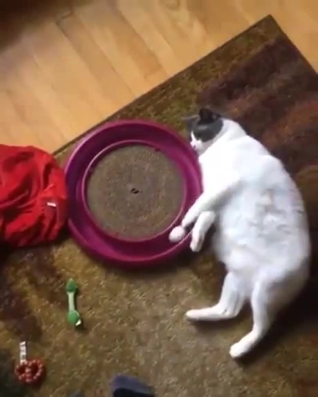 Existence is pain and cat has 9 lives soooo... - Coub