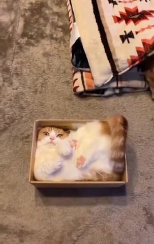 minecraft Cats - Coub - The Biggest Video Meme Platform