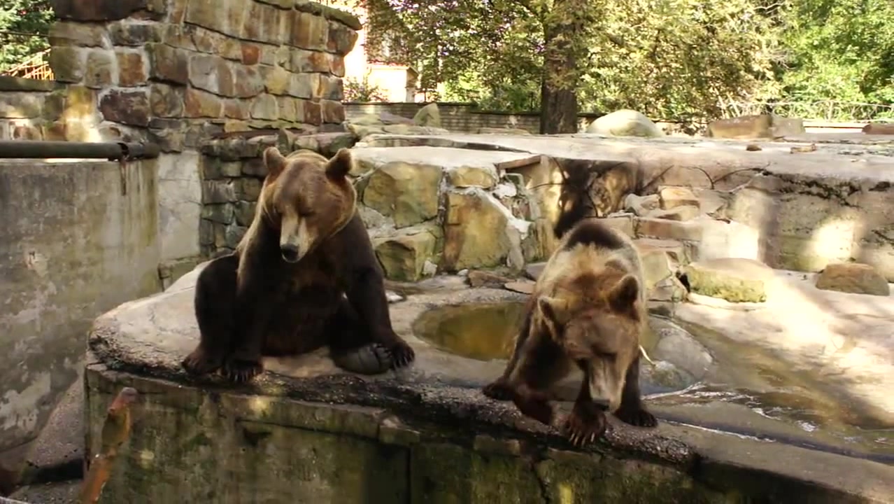 fast flow bear - Coub - The Biggest Video Meme Platform