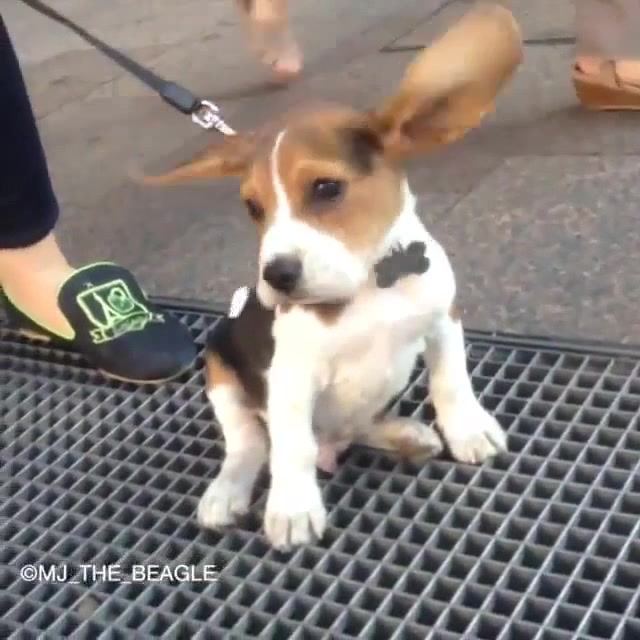 doggy Marilyn Monroe - Coub