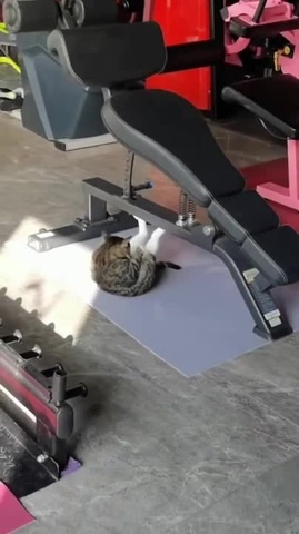 The cat wants to be healthy - so cute kitty doing pushups so precious loven this - Coub - The ...