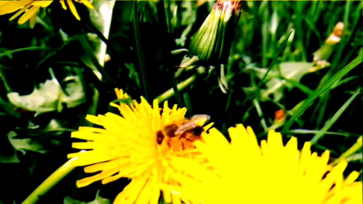 Beeeee #livecoub - Coub