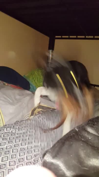 My dog going crazy - Coub