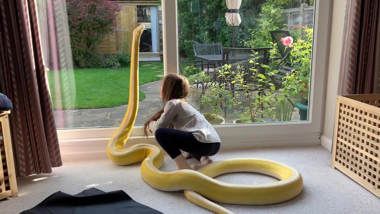 16ft Reticulated Python head boop - Coub - The Biggest Video Meme Platform