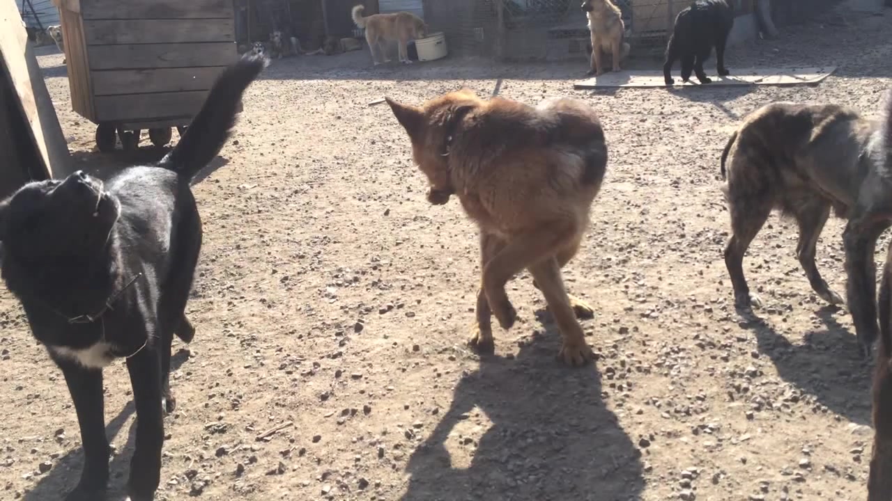 doge, good boy - Coub