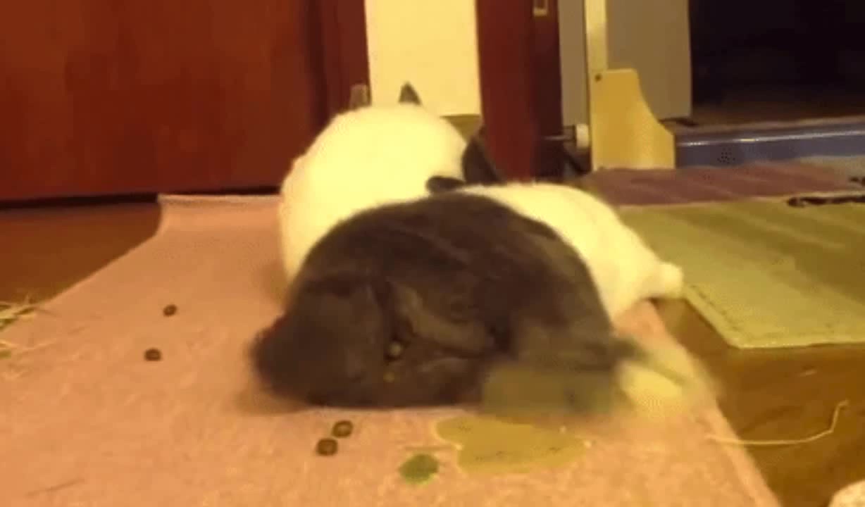 bunny farts - Coub - The Biggest Video Meme Platform