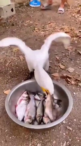 И как в нём всё помещается? Bottomless carcass bird - Coub