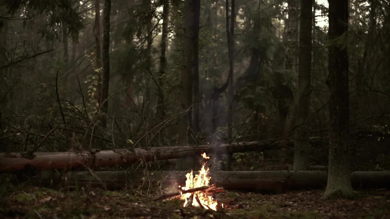 Alone in the Wild. Autumn Forest, Bonfire, Birdsong | Sound For Relaxation, Sleep, Meditation ...