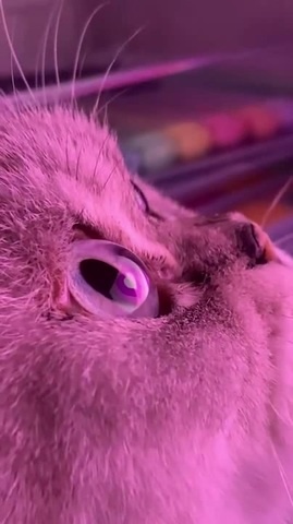 Cat blinded by the lights - Coub - The Biggest Video Meme Platform