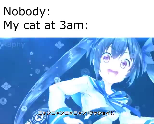 My cat at 3am - Coub - The Biggest Video Meme Platform