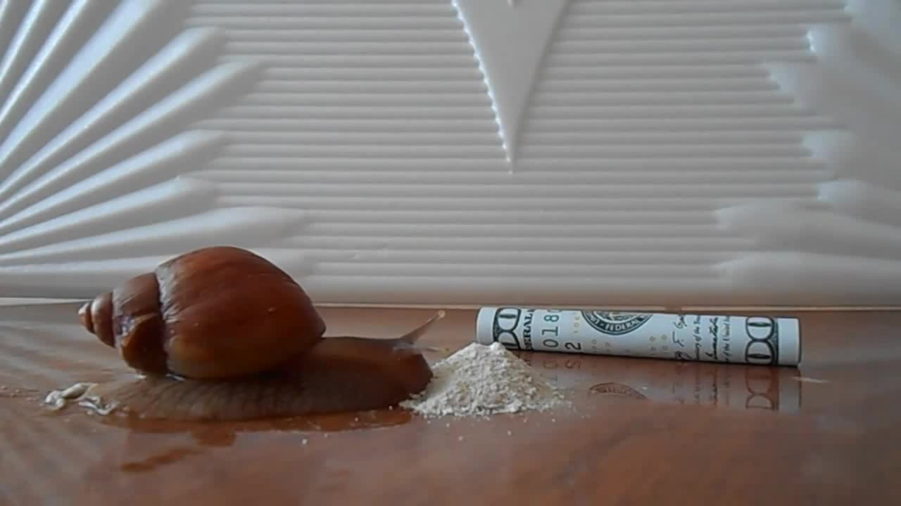 Im in love with the coco - Coub