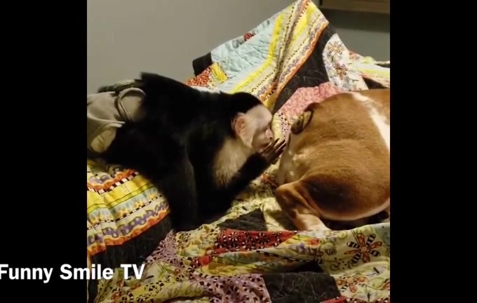 Monkey follows in South Park Steve Irwin's back - Coub