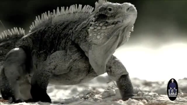 Paradise #148... Cuba #37... Walking Lizard 2 - Coub