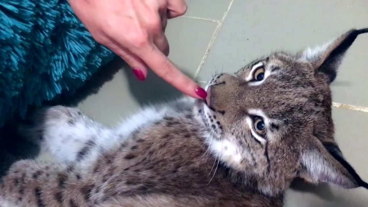 Activation (BobCat ТВ) - Coub - The Biggest Video Meme Platform