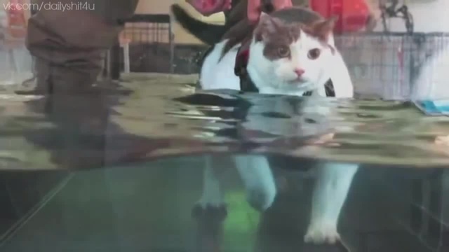 It's walking in da club - Coub