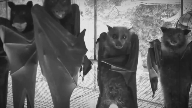 SHE BATS AWAY - Coub