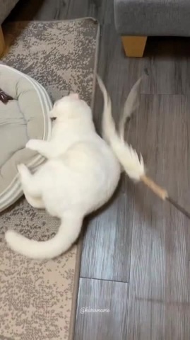 Kitty playing - Coub