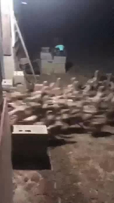 The Walking Ducks - Coub