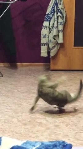 Freestyler Cat - Coub - The Biggest Video Meme Platform