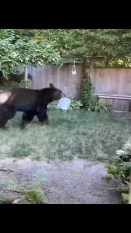 “Fuck your fence” -the bear (probably) - Coub