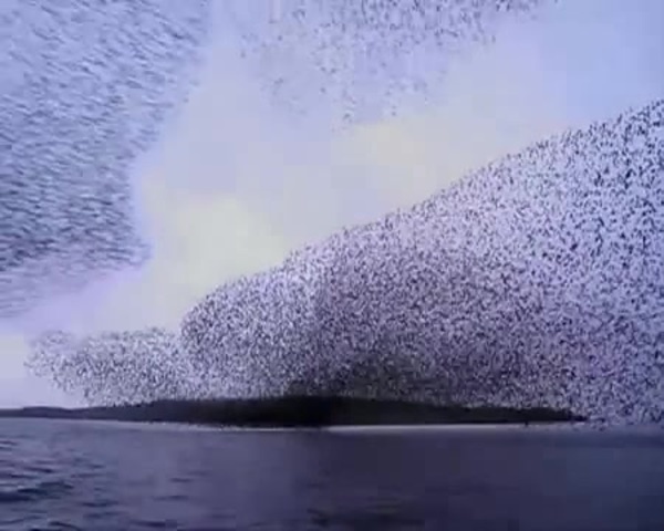 Birds - Coub - The Biggest Video Meme Platform