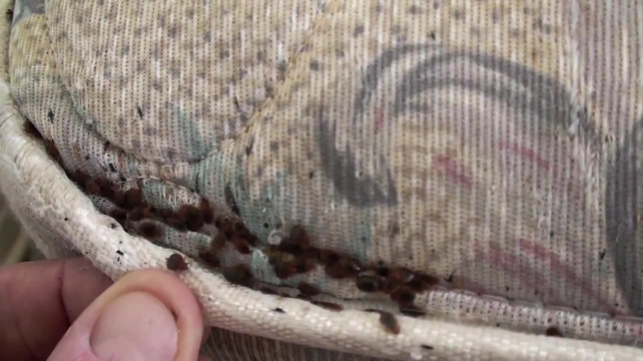 Bed bugs. Клопы. - Coub - The Biggest Video Meme Platform