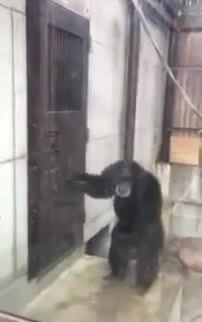 The monkey is furiously knocking at the door