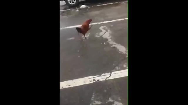 Marching chicken - Coub