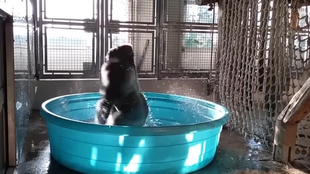 Ты в ритме танца Breakdancing Gorilla Enjoys Pool - Coub - The Biggest Video Meme Platform