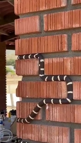 Snake Pit Battletoads - Coub