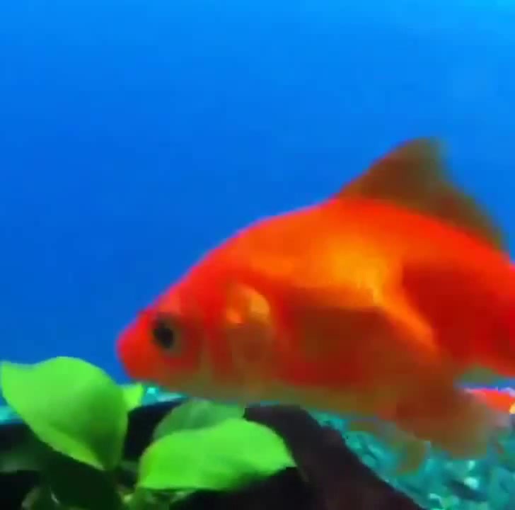Retarded fish - Coub