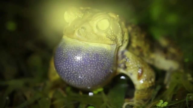 #Hypnotoad for real - Coub