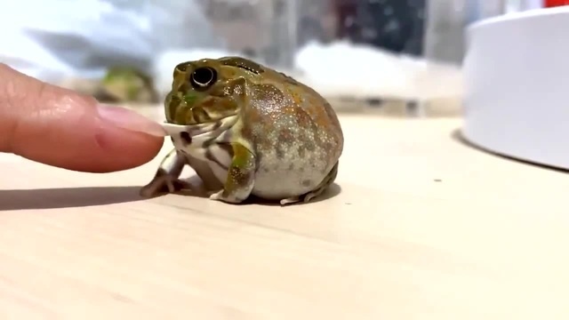 frog - Coub