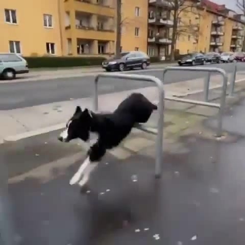 Super Doggo his jumping skills! 🐶🚀 He’s got the hops of a kangaroo and ...