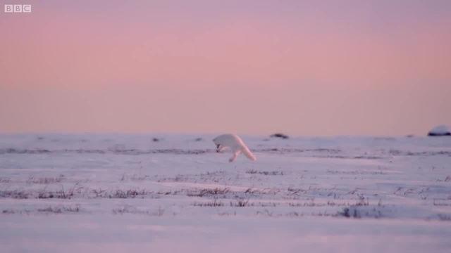 Fox Diving Into The Snow - Coub - The Biggest Video Meme Platform